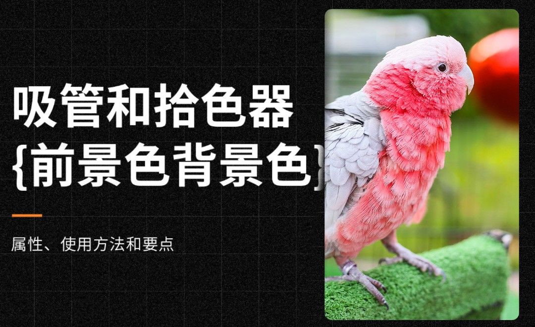吸管和拾色器{前景色背景色} Ps2023零基础入门 软件入门教程 Ps(cc2023) 虎课网